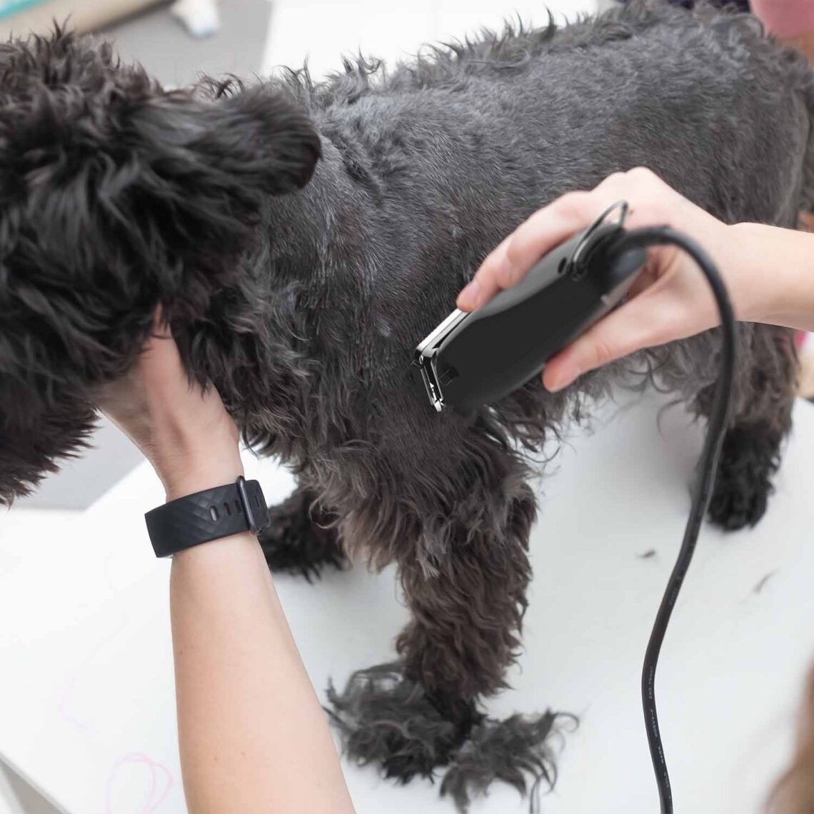 Wahl Rex Corded Dog Clipper | Pet Grooming | Pets At Home