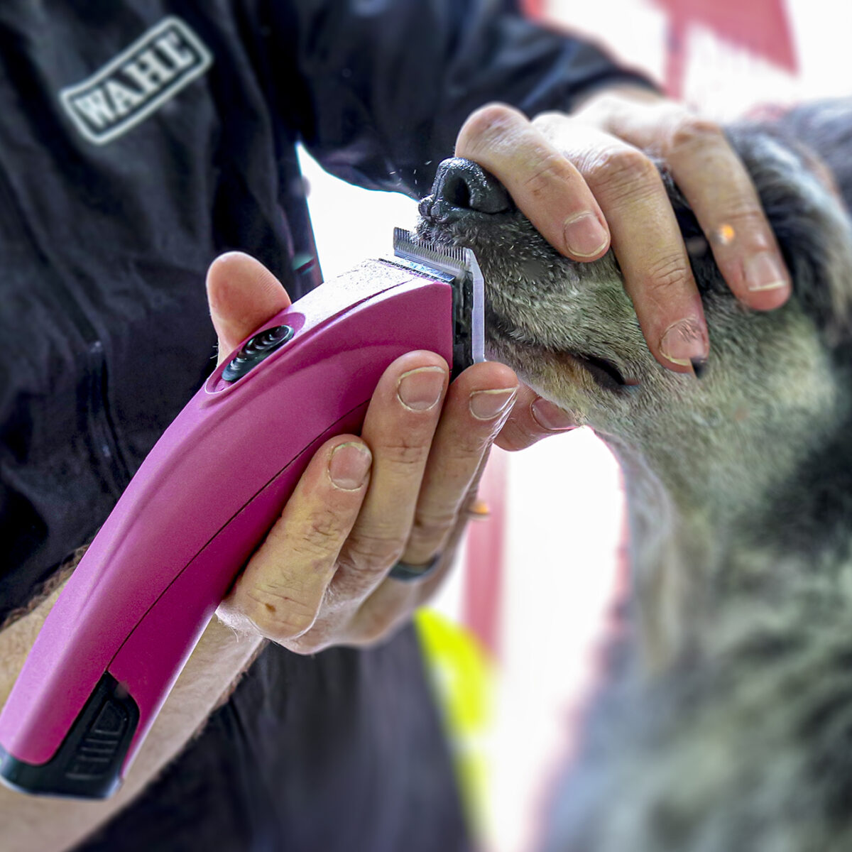 Creativa Cordless Animal Clipper | Pro Grooming | Wahl UK