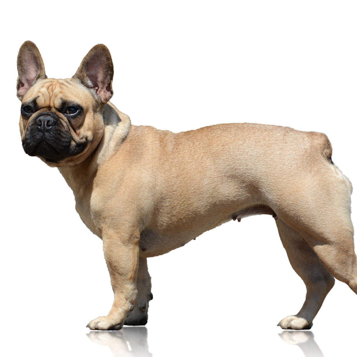 Dog Grooming Guide: Tips For All Dog Coat Types - Wahl UK