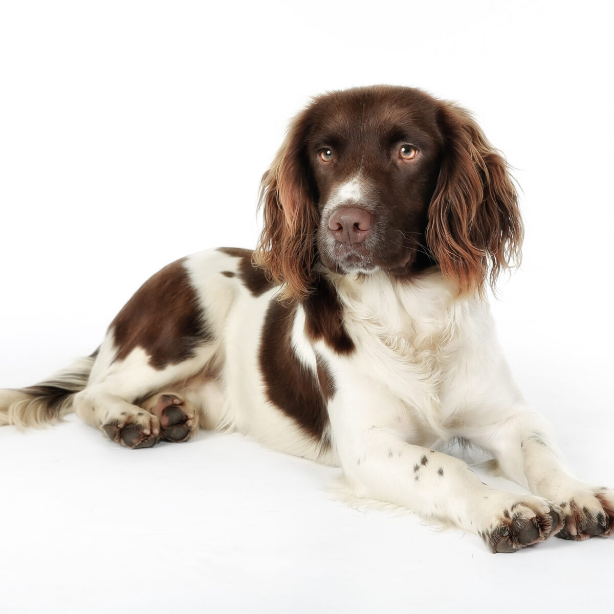 Dog Grooming Guide: Tips For All Dog Coat Types - Wahl UK