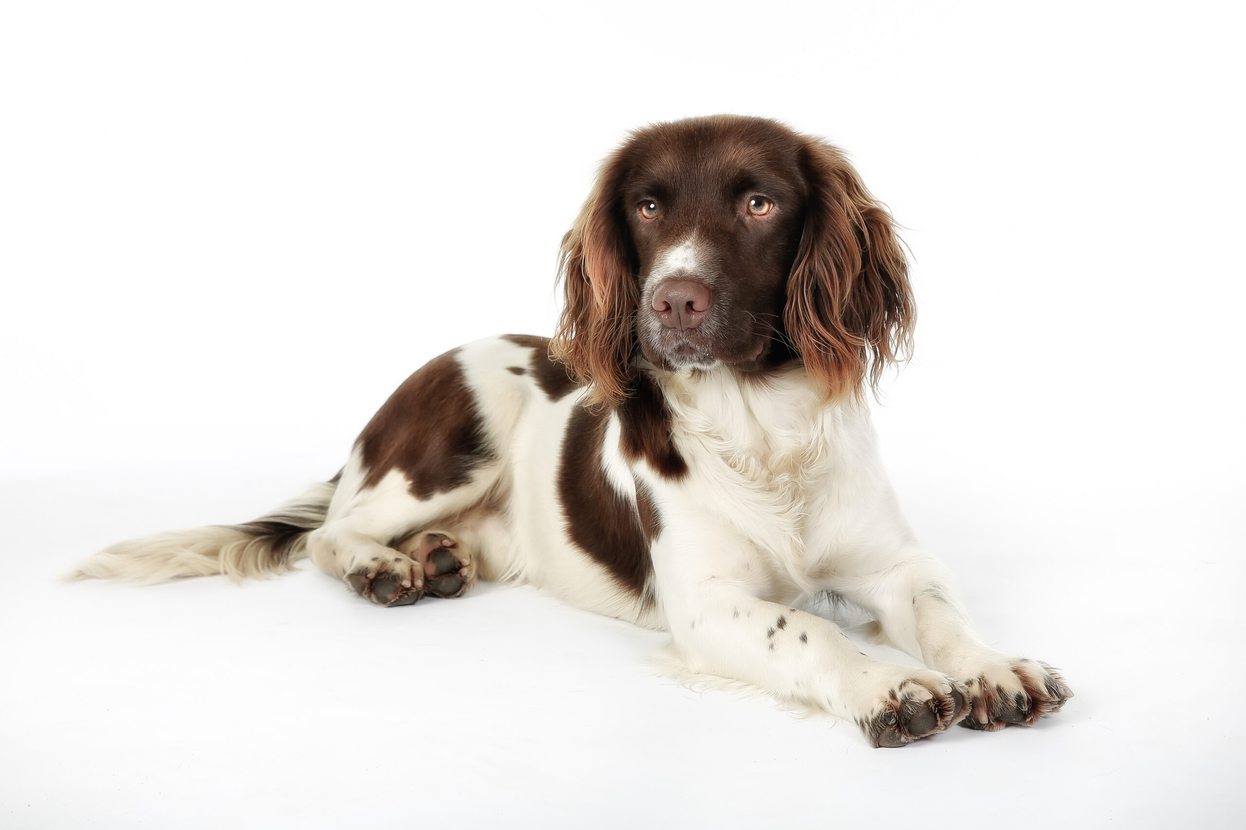 Dog Grooming Guide: Tips For All Dog Coat Types - Wahl UK