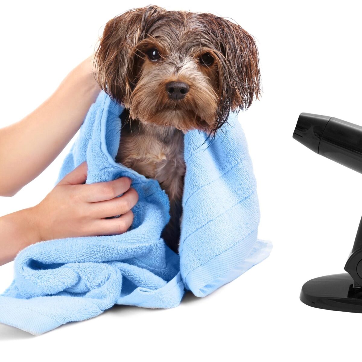 Dog Grooming Equipment List | Start Up Essentials | Wahl UK