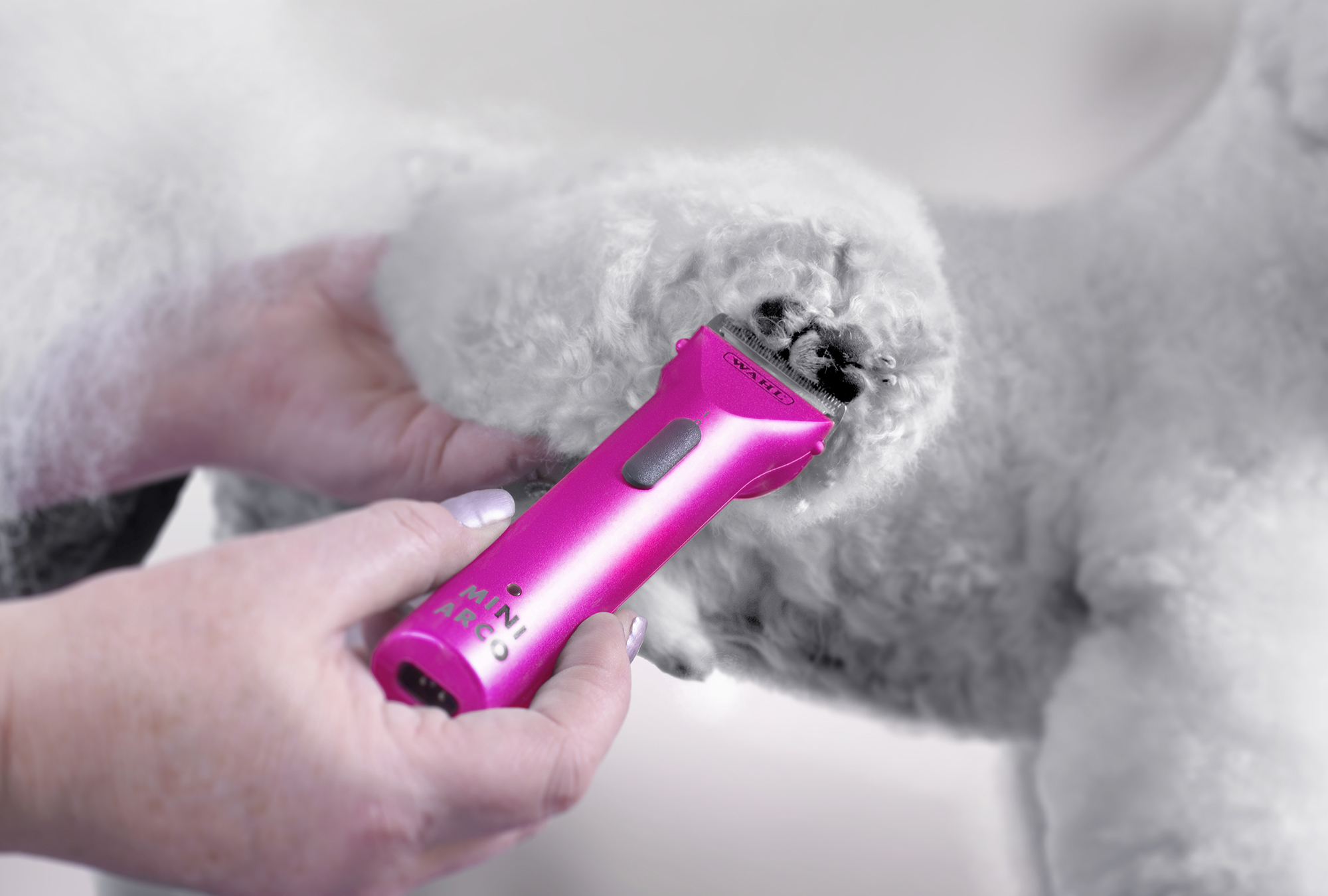 Dog Grooming Equipment List | Start Up Essentials | Wahl UK
