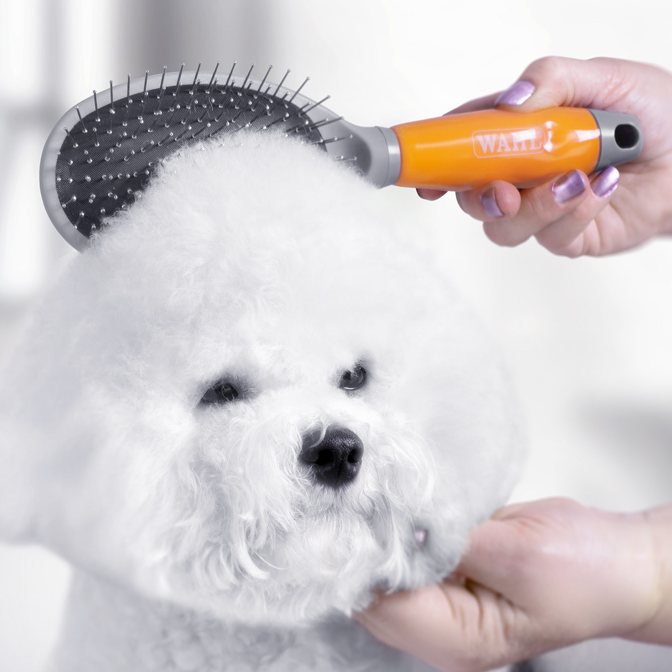 A beginner’s guide to grooming your pet at home - Wahl UK