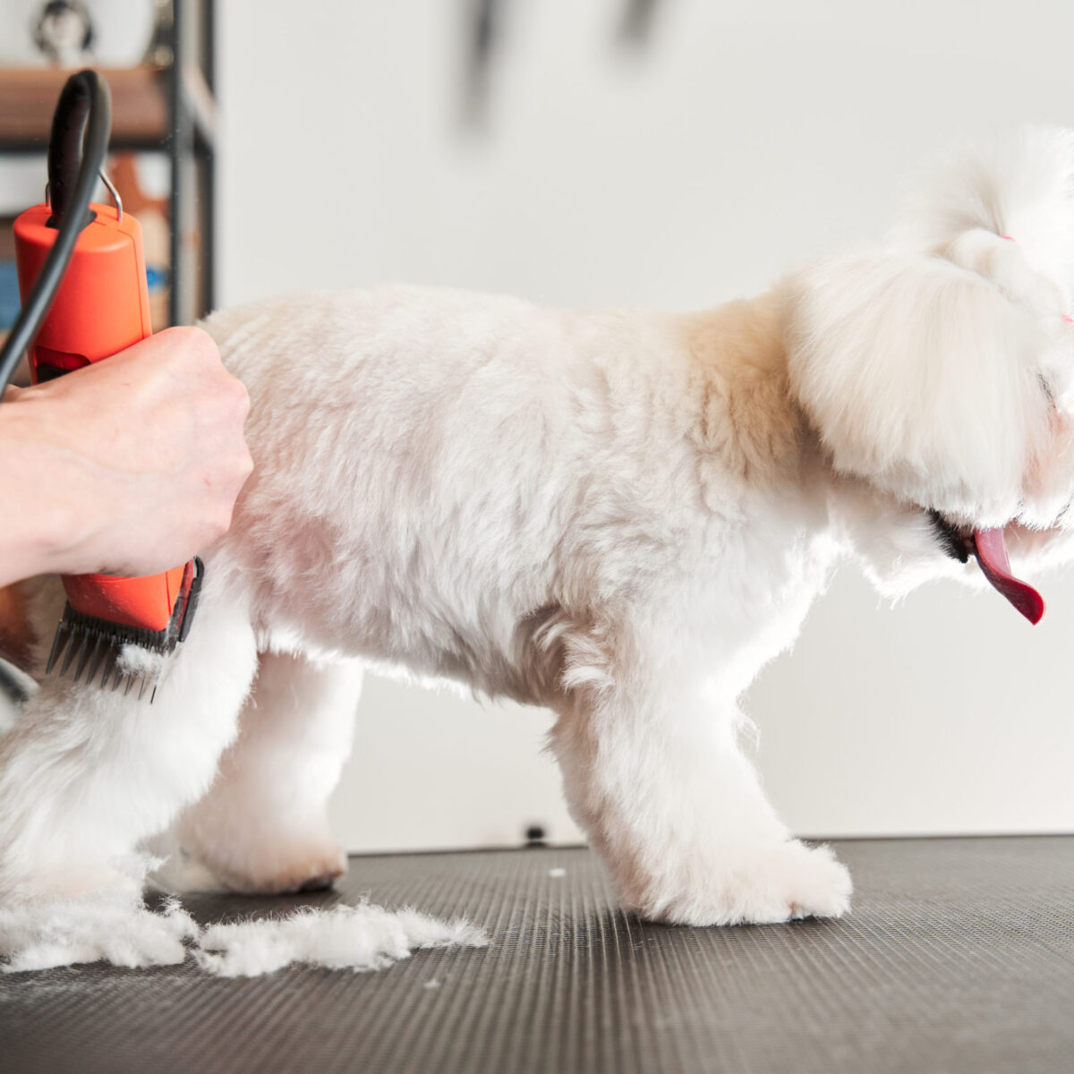 A Guide to Clipper Combs for Dog Grooming - Wahl UK