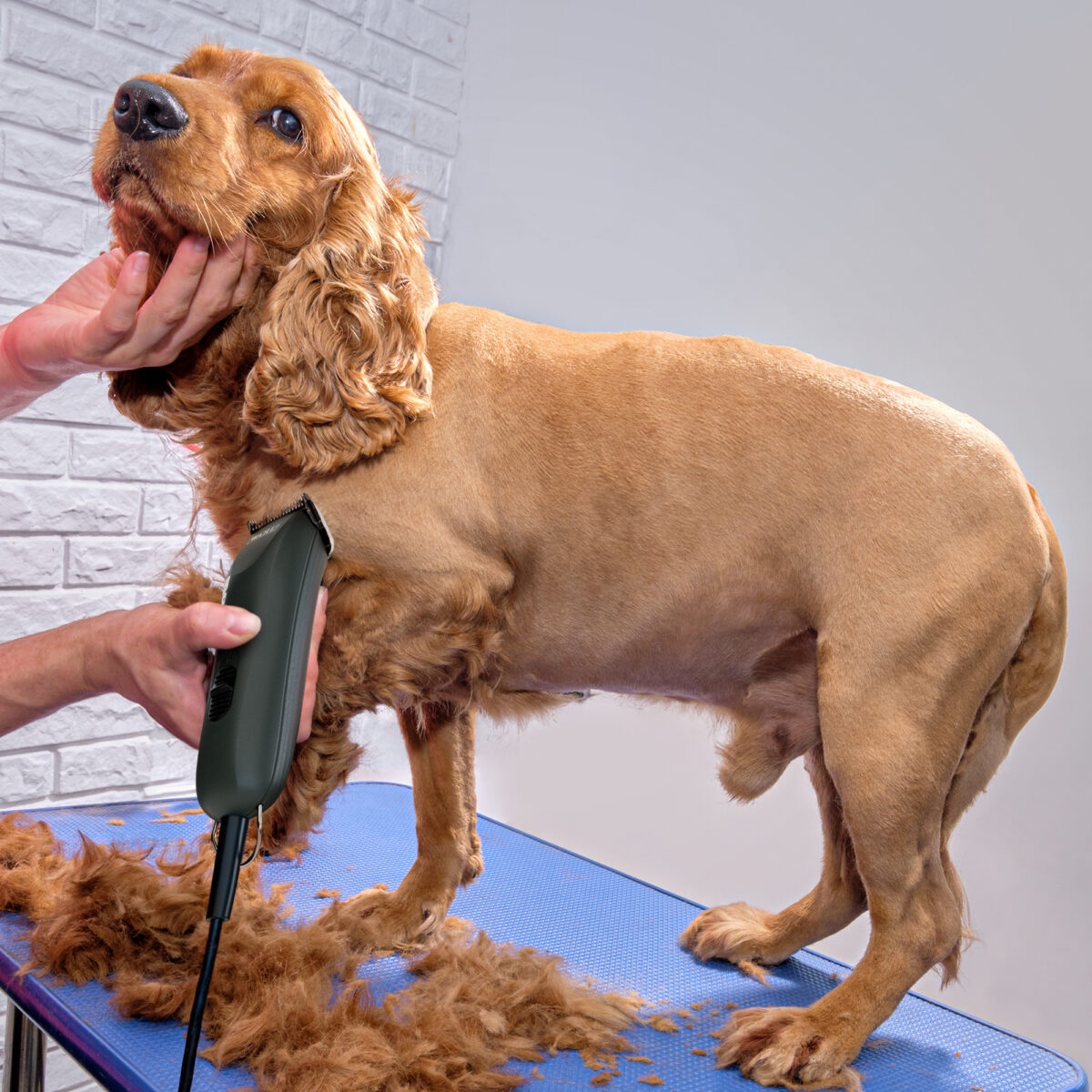 Max 60 Pet Clipper - Wahl UK