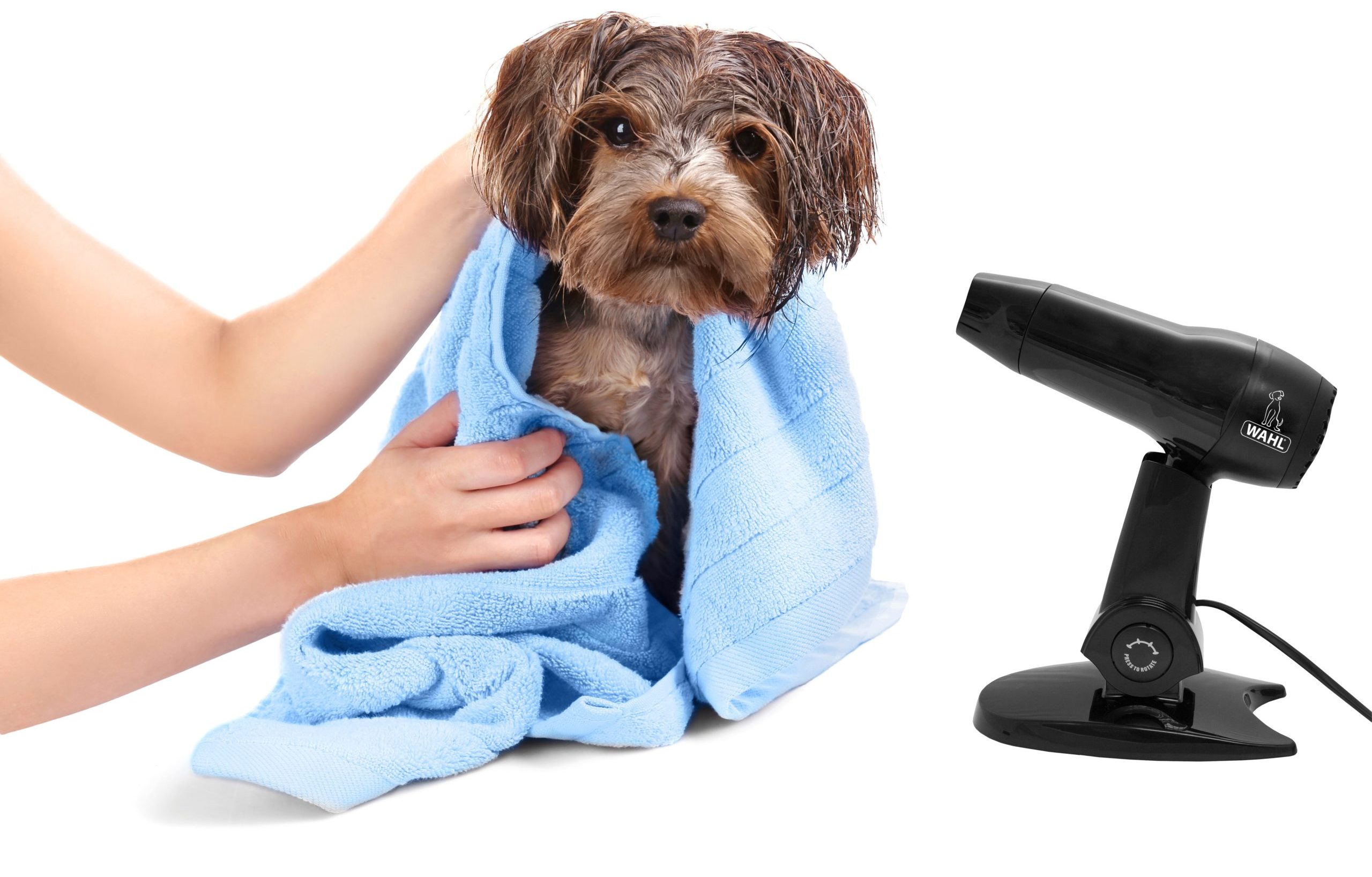 Dog Grooming Equipment List Start Up Essentials Wahl UK